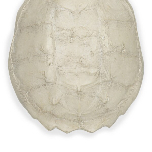 Turtle Shell (Bleached) | Regina Andrew Detroit