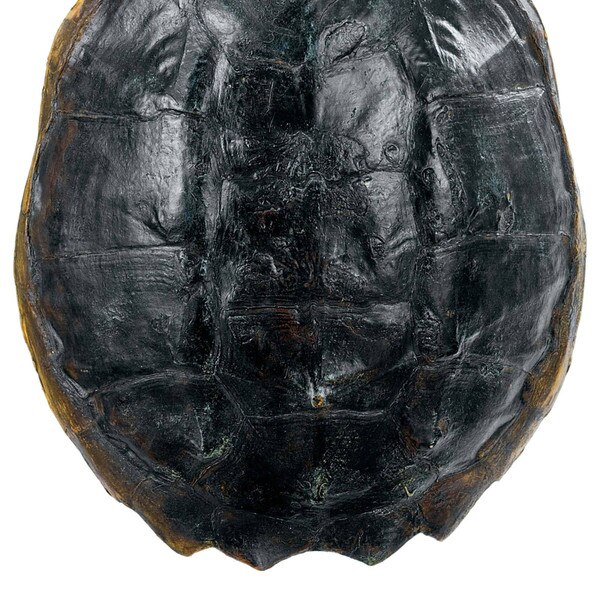Turtle Shell (Natural) | Regina Andrew Detroit
