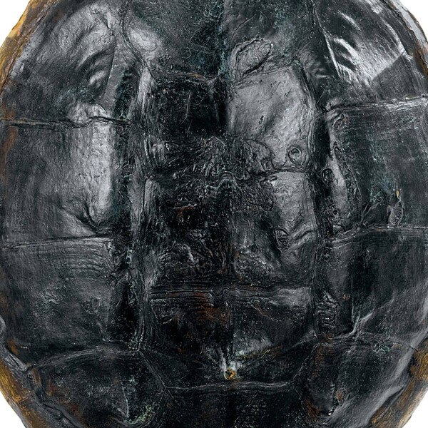 Turtle Shell (Natural) | Regina Andrew Detroit